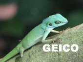 GEICO Car insurance 3 times as expensive. Obviously paying the lizards ...